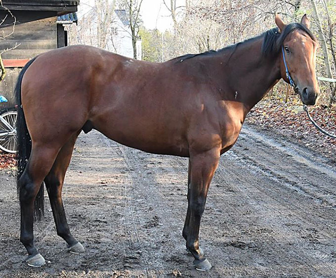 Bent Olsen - Klampenborg Galopbane. Præsentation af væddeløbshesten SAPPER (GB)