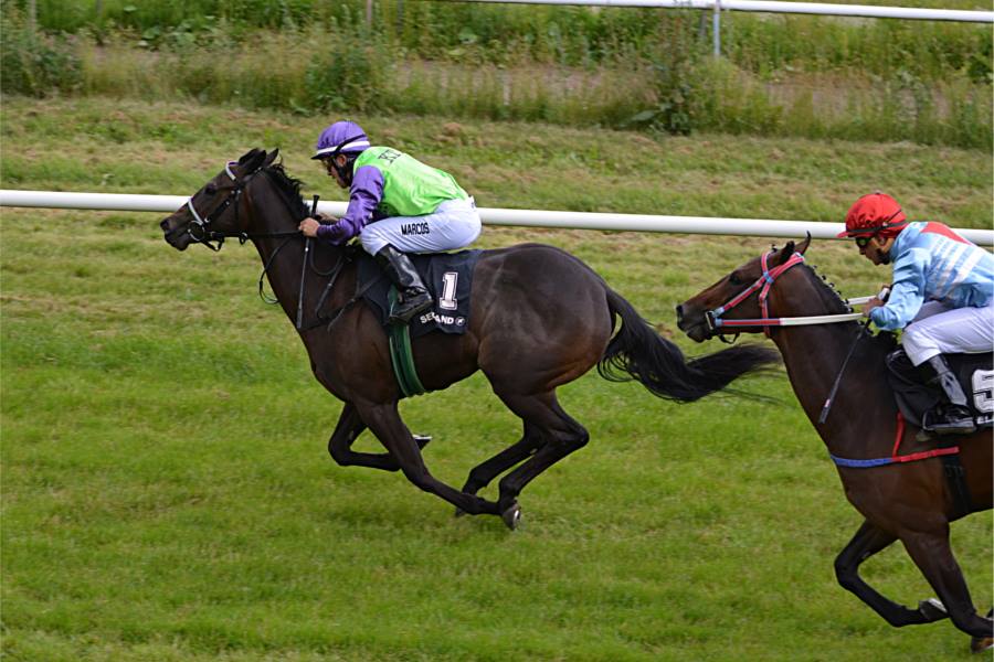 Bent Olsen - Klampenborg Galopbane. Præsentation af væddeløbshesten Miss Phone Girl (GB)
