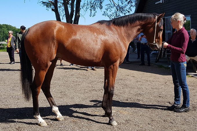 Bent Olsen - Klampenborg Galopbane. Præsentation af væddeløbshesten Acapello (IRE)